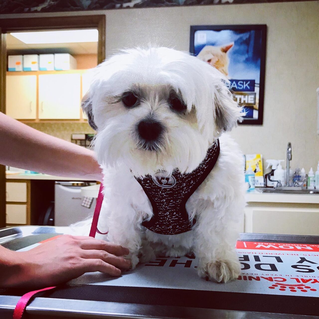 Lifestage Wellness - Southern Ocean Animal Hospital