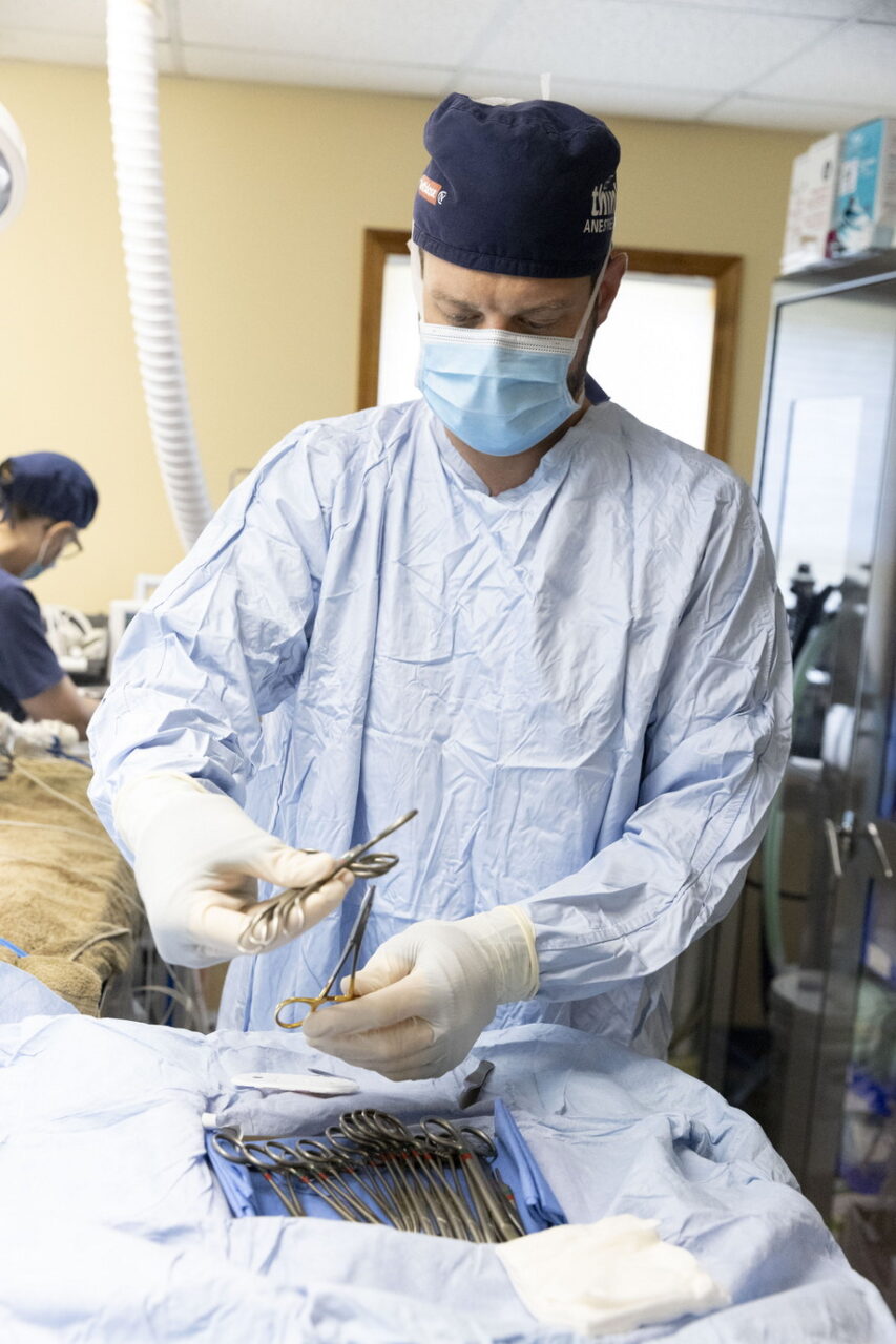Emergency Veterinary Services - Southern Ocean Animal Hospital
